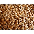 PowerGrow Systems Wheatgrass Seeds, 5 lb, USDA Organic, GMO-Free, Ideal ...