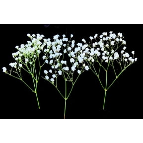20 Sleeping Grass Seeds to Grow - Amazing Plant That Moves When Touched ...