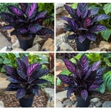 25 Purple Tip Calathea Couture Flower Seeds for Planting - Exotic ...