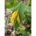 Fairybells / Bellwort (Uvularia grandiflora) Shade loving Perennial ...