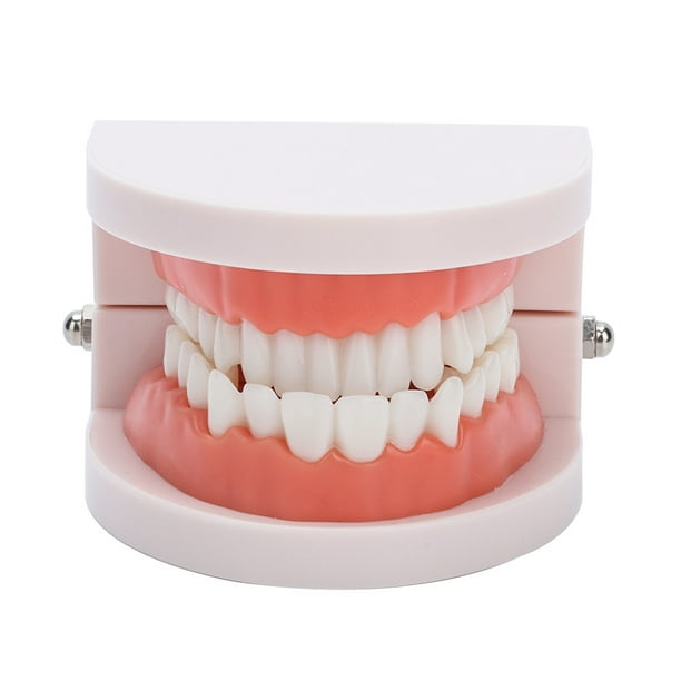 Denture Model Standard Adut Teeth Model Teaching Tool Denture Gums ...