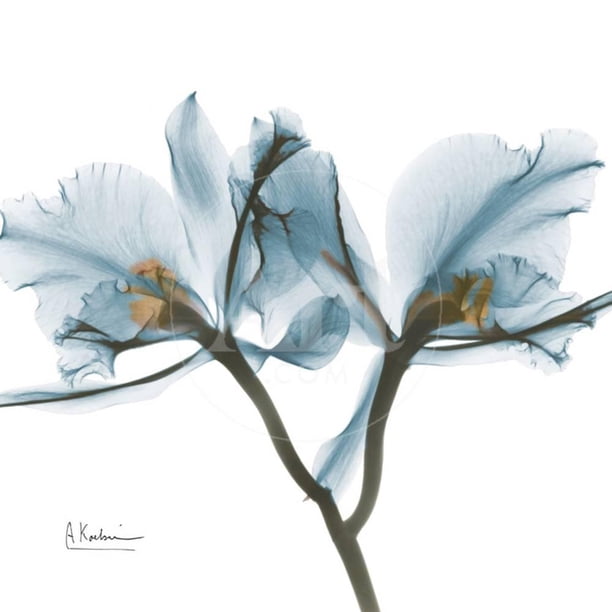 Flowers X Ray