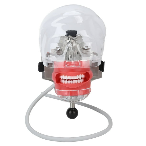 Dental Simulator Mannequin Head,Dental Simulator Mannequin Removable ...