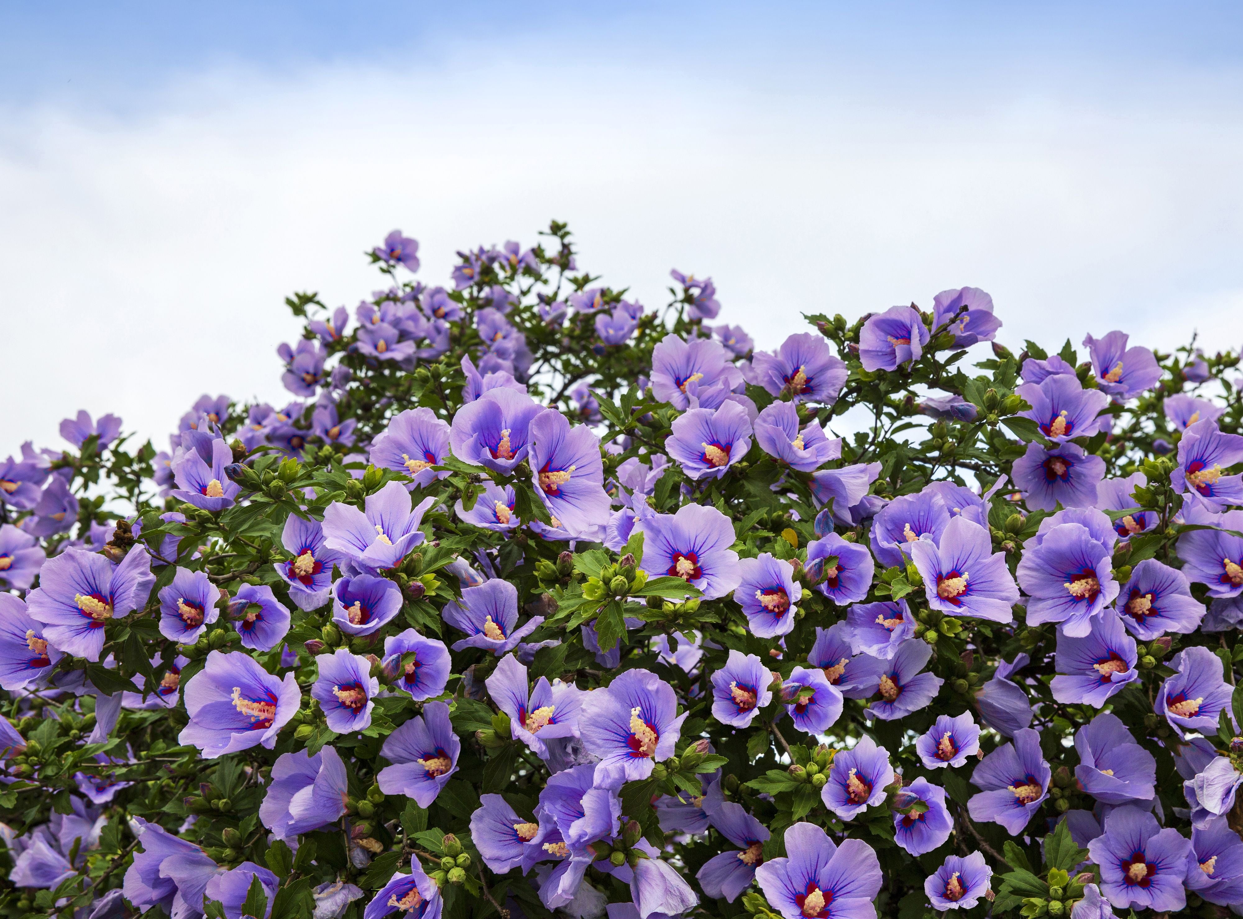 25 Purple ROSE Of SHARON HIBISCUS Syriacus Flower Tree Bush Seeds ...
