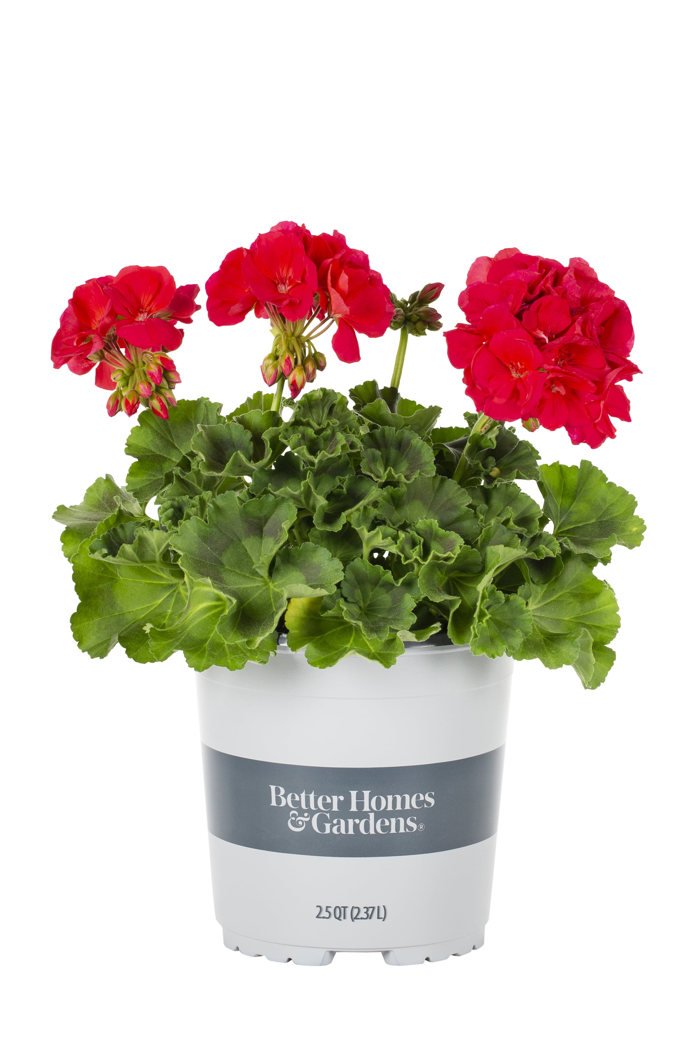 Better Homes & Gardens 2.5QT Multicolor Geranium Live Plants with ...