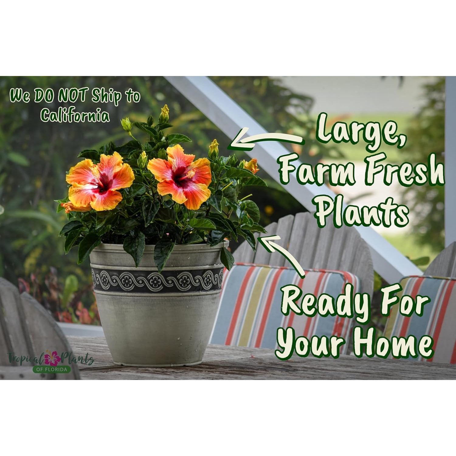 Click here for Ljsf Hibiscus Bush - Fiesta Flower - Tropical Plan... prices