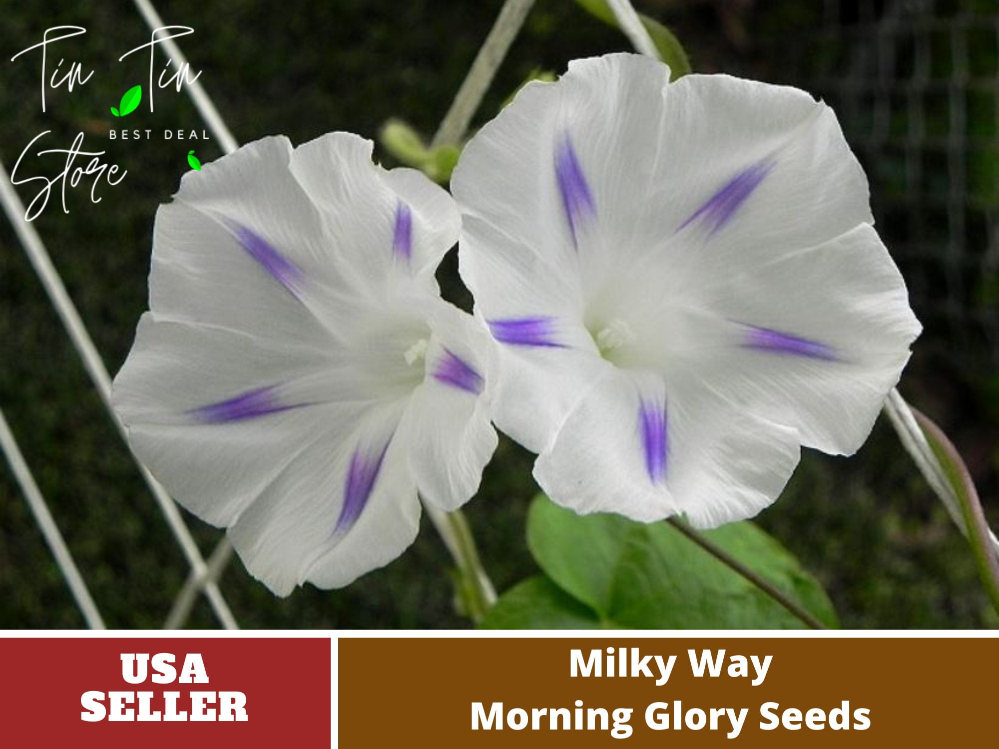 30 Seeds-Milky Way Morning Glory -Authentic Seeds-Flowers-Seeds-Herb ...