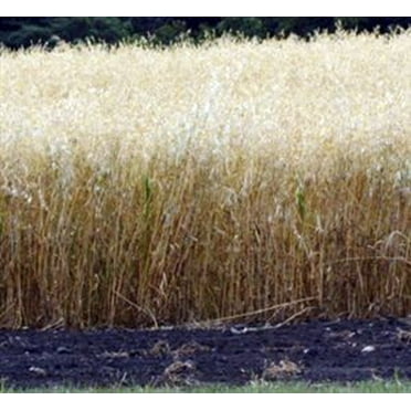 Bob Oats Grain Seed - 50 Lbs. - Walmart.com