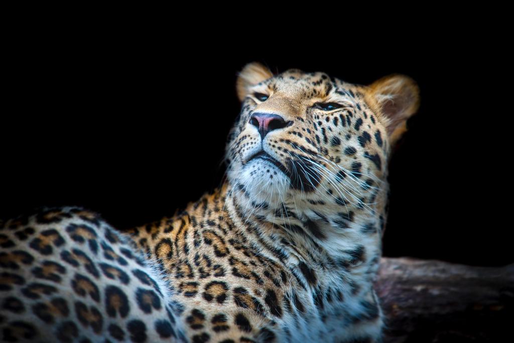 Leopard Face Detail Photograph Leopard Pictures Wall Decor Jungle ...