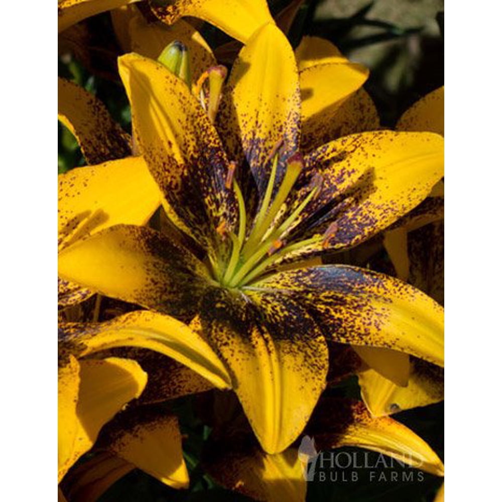 Graffiti Asiatic Lily - Walmart.com - Walmart.com