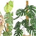 Cheers US Moss Pole for Plant Monstera, Plant Stakes Spagham Real ...