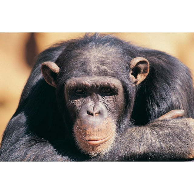Chimpanzee in Deep Thought Photo Photograph Chimp Pictures of Apes ...