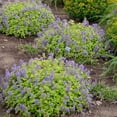 Proven Winners 6" Blue 'Lemon Purrfection' Catmint Live Plant in 6.5 ...