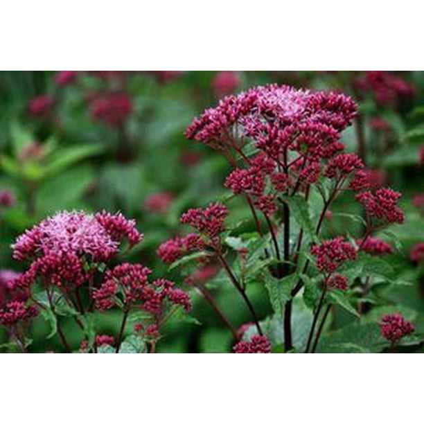 Little Joe Jo Pye Weed Perennial - Eupatorium - Gallon Pot - Walmart.com