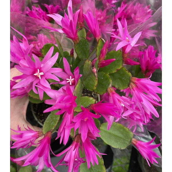 Easter Cactus Plants