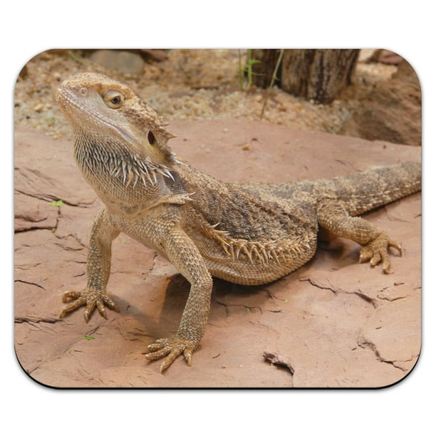Proud Bearded Dragon - Lizard Reptile Mouse Pad - Walmart.com
