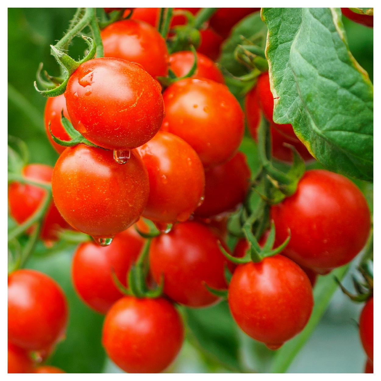 Everwilde Farms - 1 lb Sugar Lump Heirloom Tomato Seeds - Gold Vault ...