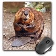 3dRose Beaver, Mouse Pad, 8 by 8 inches - Walmart.com