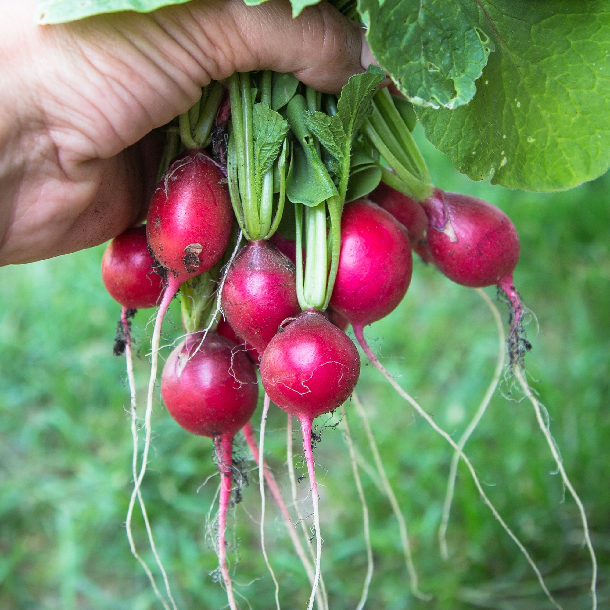 Radish Seeds - Pink Beauty - 4 g Packet ~350 Seeds - Raphanus sativus ...