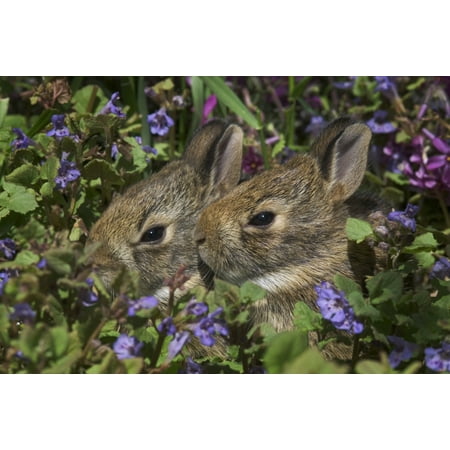 Young Eastern Cottontail Rabbits (Sylvilagus Floridanus), Niagara Falls ...