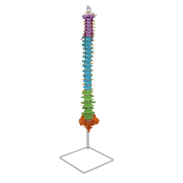 Columna Vertebral Humana Real De Tamaño Real Anatomía Vertebral