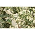 Ligustrum Sinense Variegated - 40 Live Plants - Chinense Privet Sinense ...