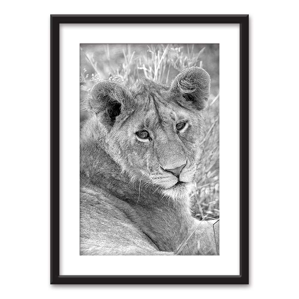 Wall26 Framed Wall Art - Female Lion in Black White - Black Picture ...