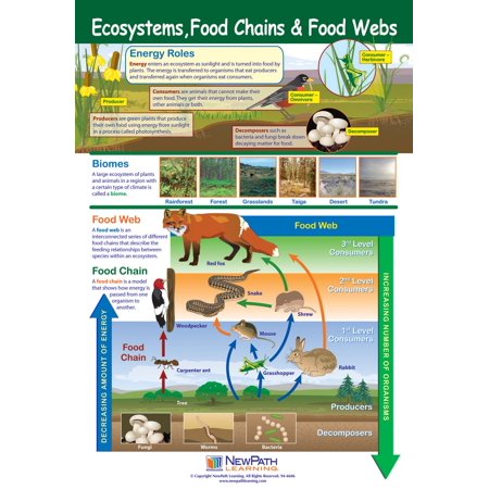 Ecosystems, Food Chains and Food Webs Poster - Laminated, Full-Color ...