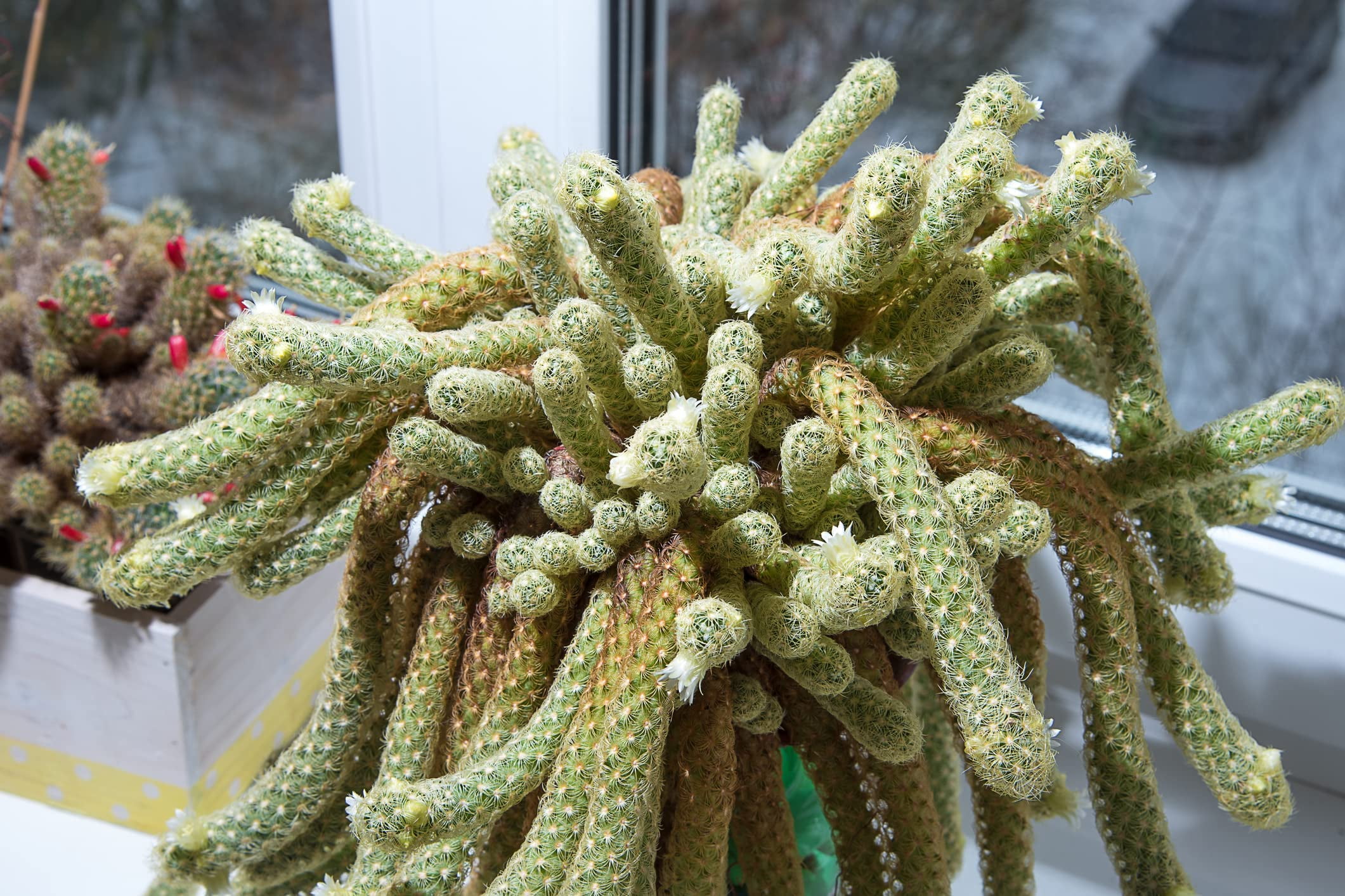 Lady Finger Cactus Seeds - 30 Seeds - Mammillaria elongata - Ships from ...