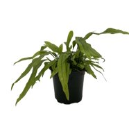 Rare Nicholas Diamond Fern - xPhlebosia - 4" Pot - New to the World ...