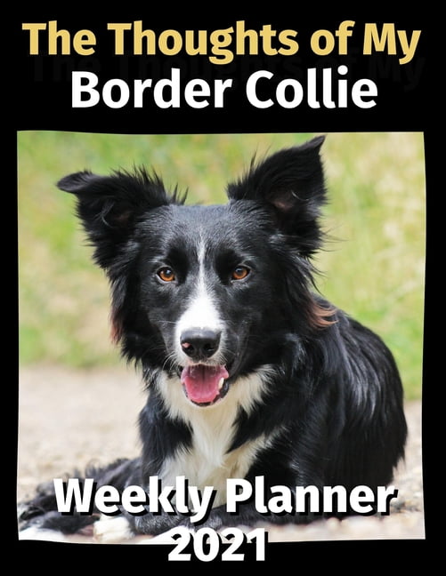 Should I Shave My Border Collie