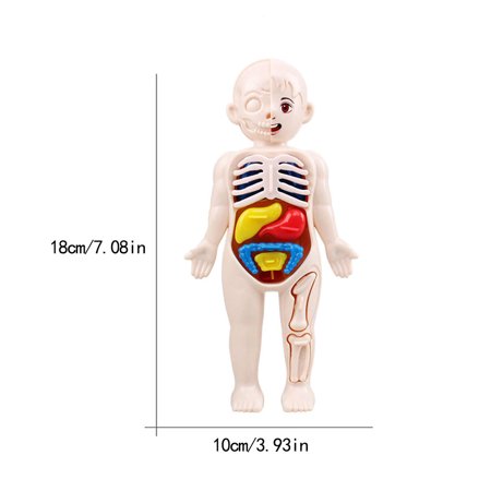 Children Plastic Human Body Model Ribs Educational Torso Toy Early ...