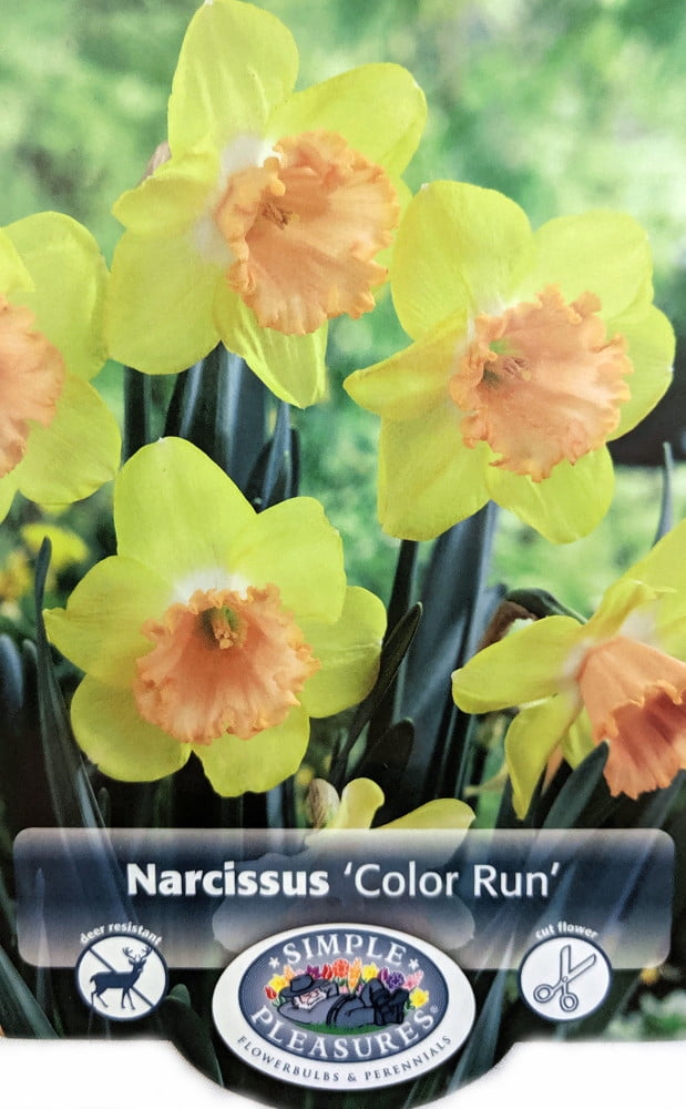 Narcissus Colors