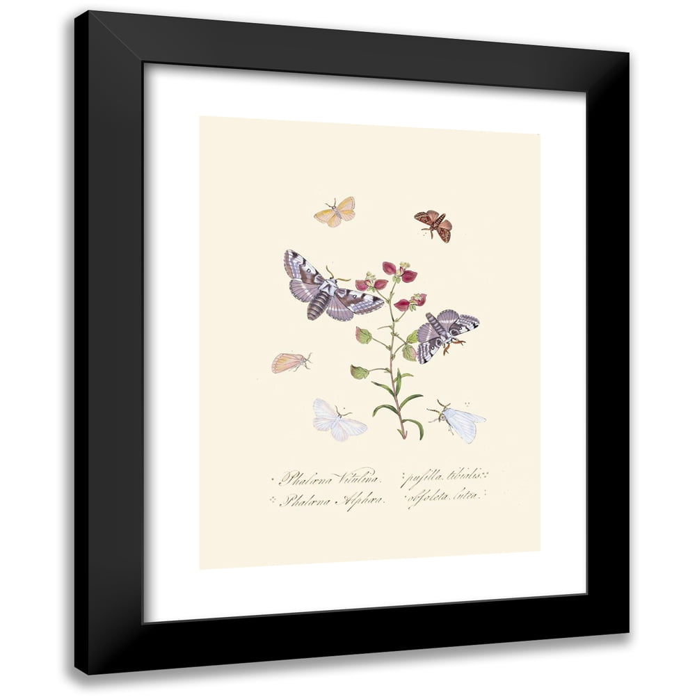 Edward Donovan 11x14 Black Modern Framed Museum Art Print Titled - An ...