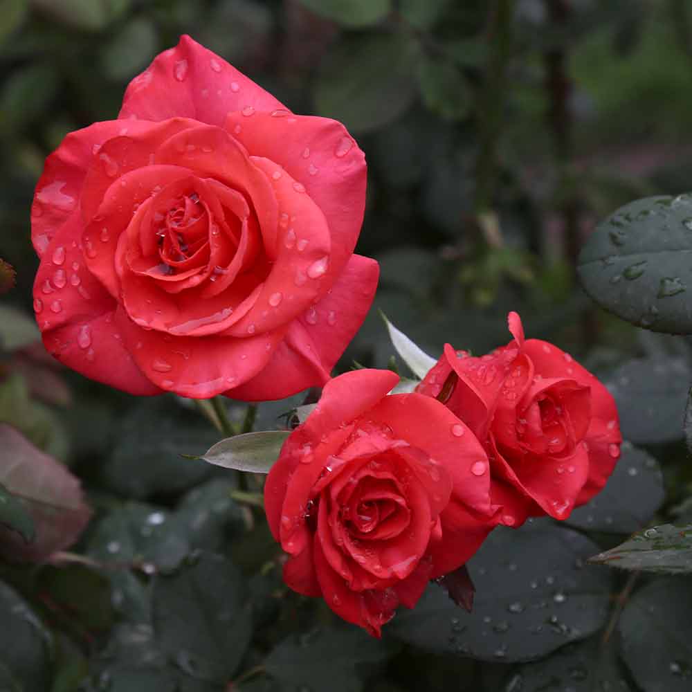 Sunbelt® Savannah Hybrid Tea Rose by Heirloom Roses - Own Root Rose ...