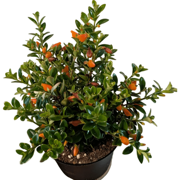 Goldfish Plant