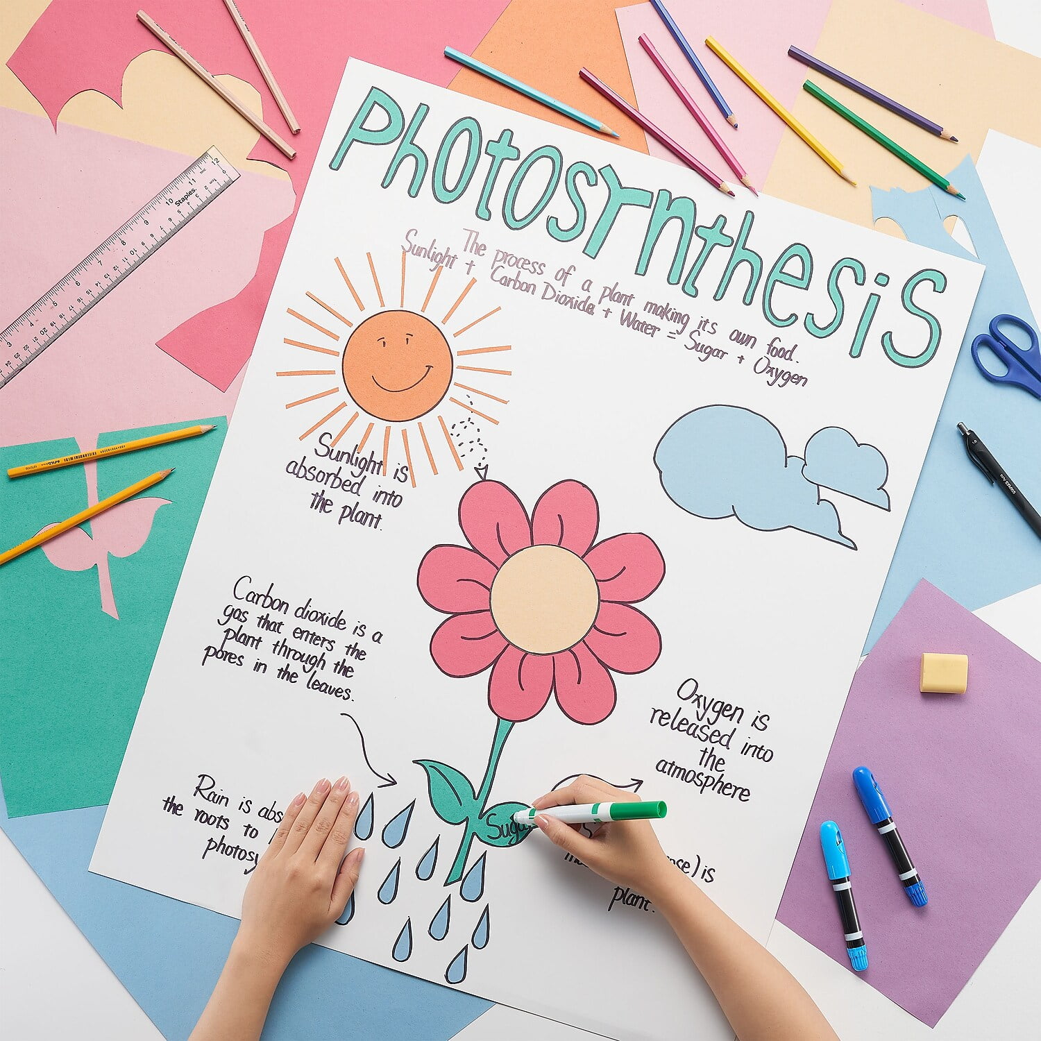 Photosynthesis Leaf Foldable