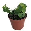 Taco Leaf Peperomia - Peperomia axilaris - Easy Succulent Houseplant ...