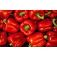 150 Seeds BIG RED Bell PEPPER Sweet Capsicum Annuum Vegetable Seeds ...