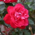 Heirloom Roses - Fragrant El Catala Hardy Rose Bush - Red Rose Flowers ...