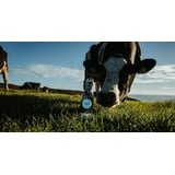Five Farms Irish Cream Liqueur, Single Batch, 1 - 750ml Glass Bottle ...