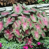 Caladium Bulbs - Red Flash - 9 Bulbs - Red Flower Bulbs, Bulb Easy to ...