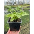 3 Fall Gold - Raspberry Plants - Everbearing - - Ready for Spring ...