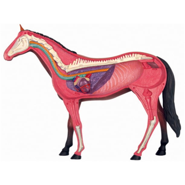 Animal Organ Anatomy Model 4D Horse Intelligence Assembling Toy ...