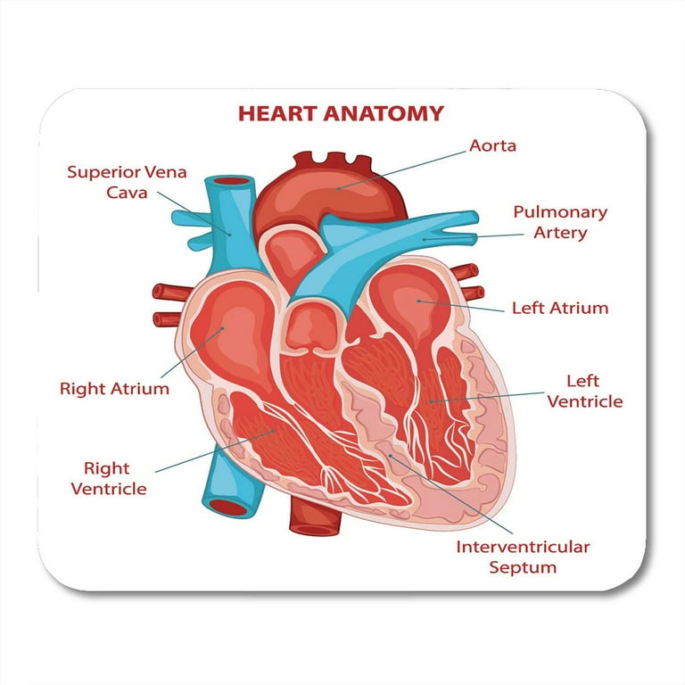 Human Heart Biology