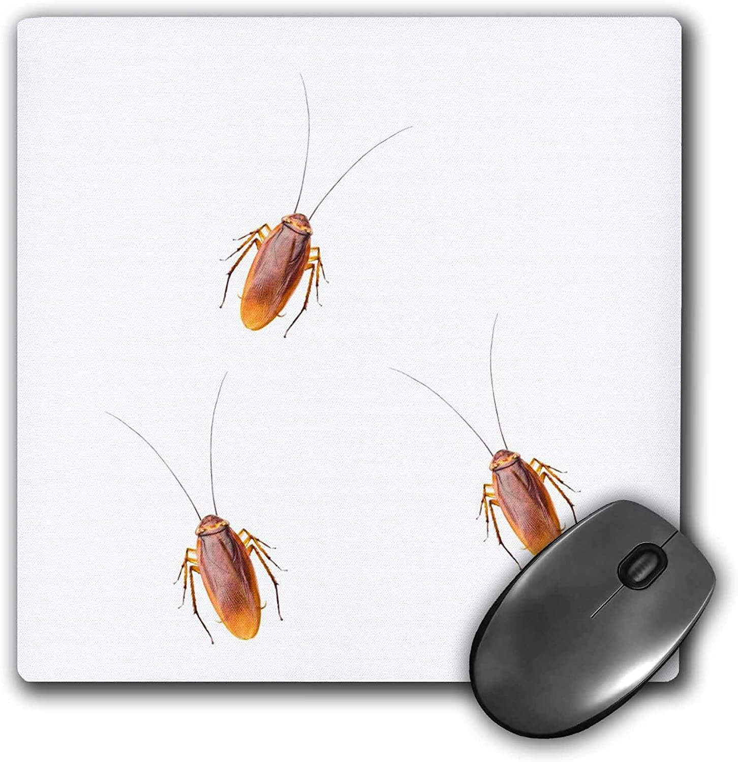 Cockroaches, Picture of Cockroaches on a White Background - Mouse Pad ...