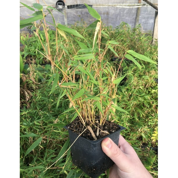 3 Fargesia Rufa/Green Bamboo, Clumping Bamboo in 4 inch Containers ...