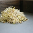 5 Part Salad Sprout Seed Mix -2.5 Lbs- Organic Sprouting Seeds: Radish ...