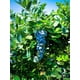 Emerald Blueberry Plant - 40 Live Starter Plants - Vaccinium - Edible ...