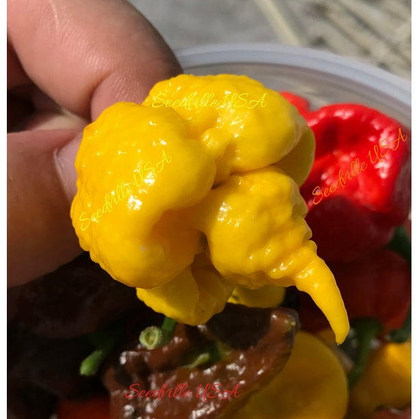 10 Yellow CAROLINA REAPER PEPPER World's Hottest Capsicum Chinense Hot ...